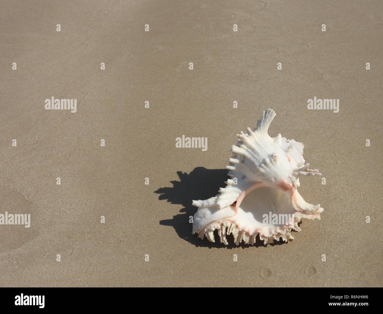 seashell on the beach Stock Photo - Alamy