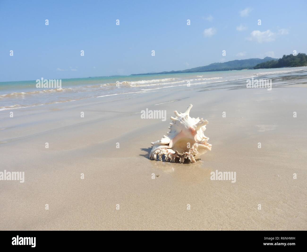 seashell on the beach Stock Photo - Alamy