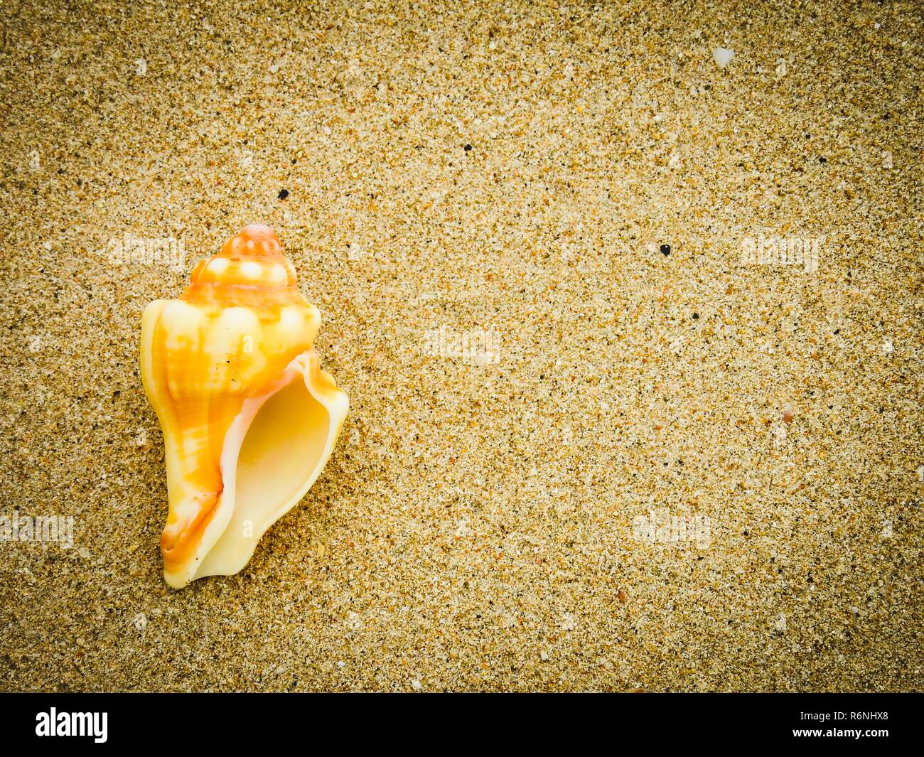 seashell on the beach Stock Photo - Alamy