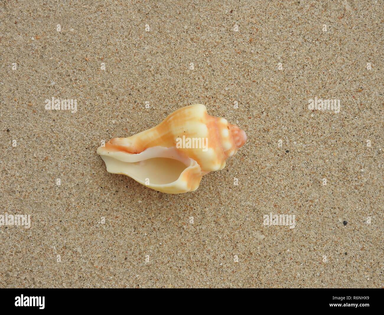 seashell on the beach Stock Photo - Alamy