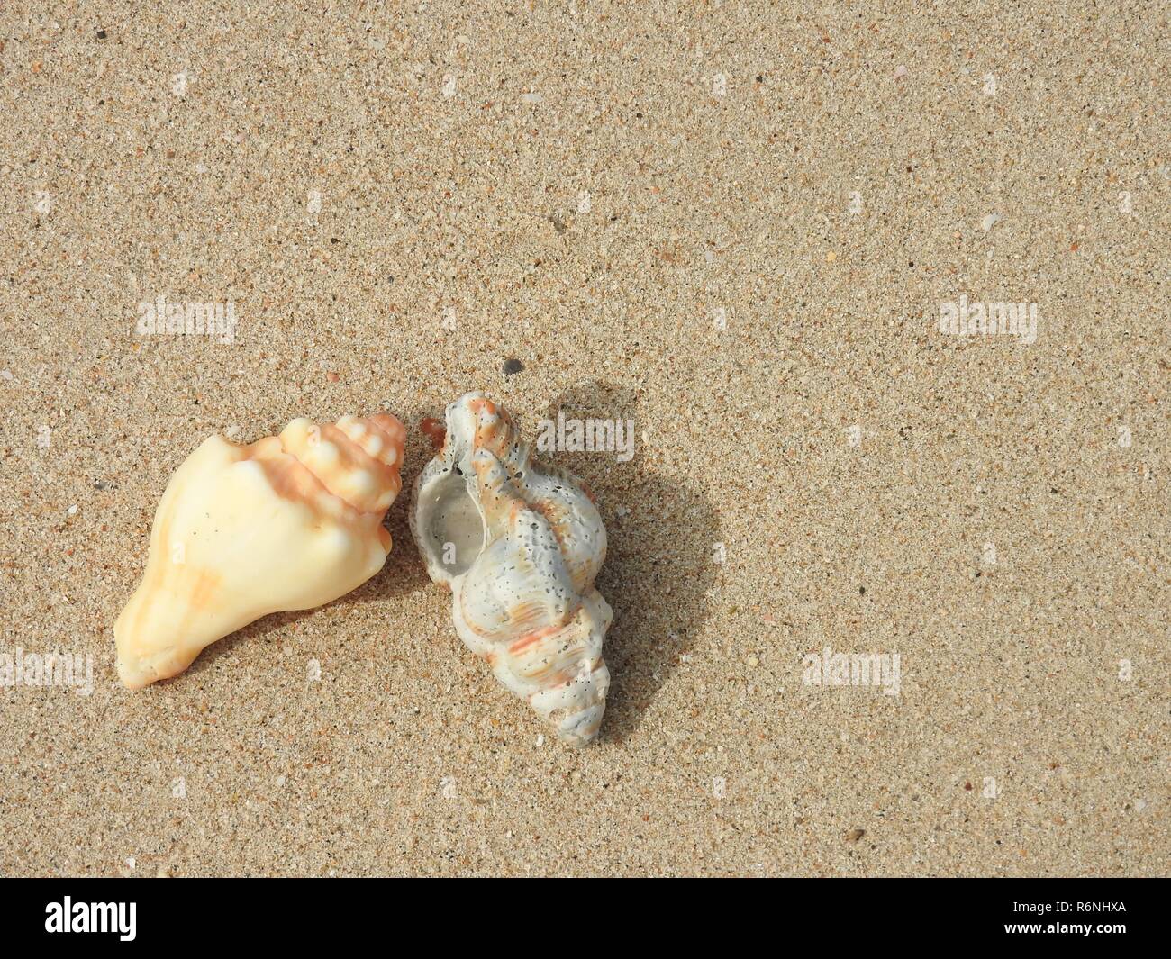 seashell on the beach Stock Photo - Alamy