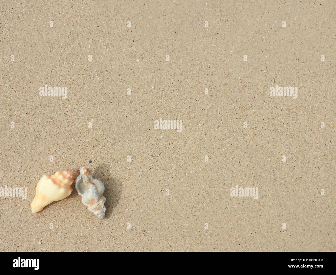 seashell on the beach Stock Photo - Alamy