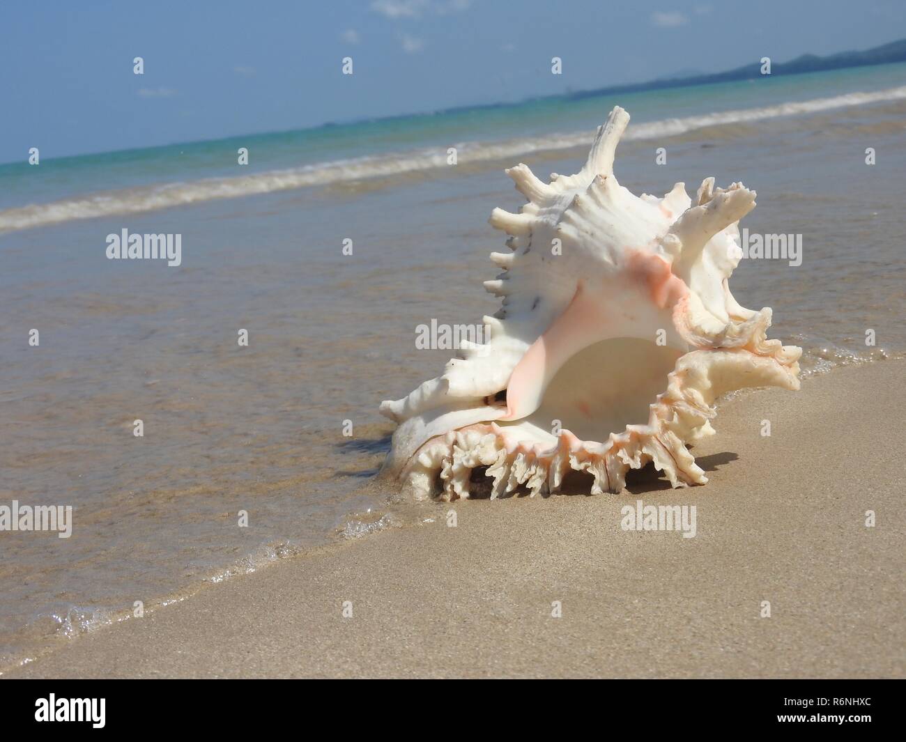 seashell on the beach Stock Photo - Alamy