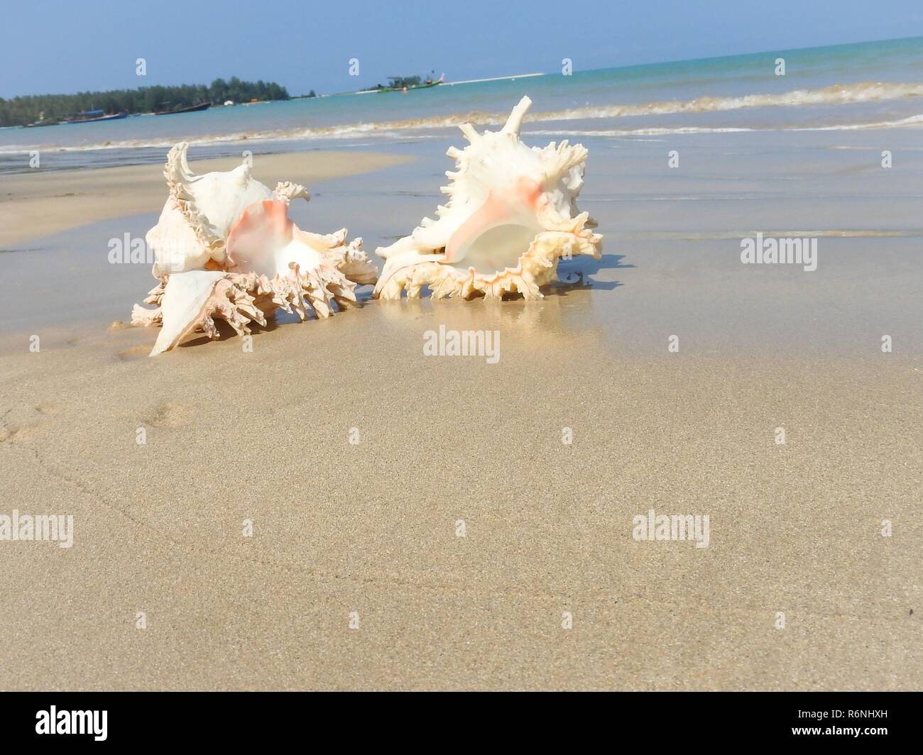 seashell on the beach Stock Photo - Alamy