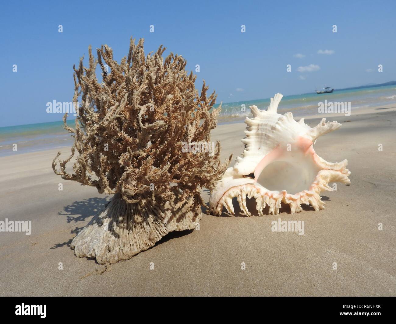 seashell on the beach Stock Photo - Alamy