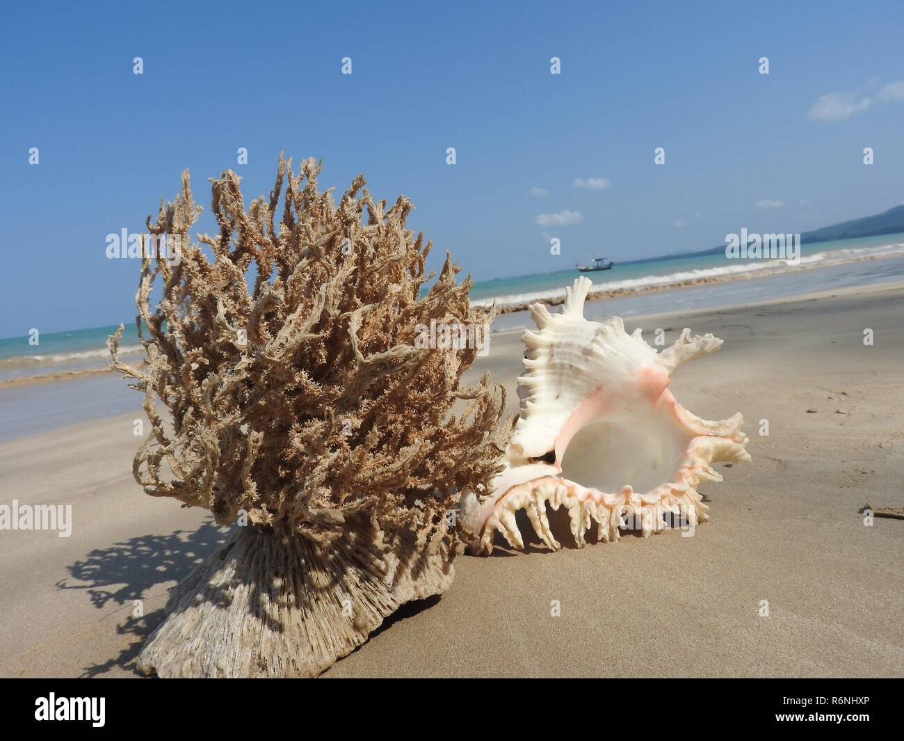 seashell on the beach Stock Photo - Alamy