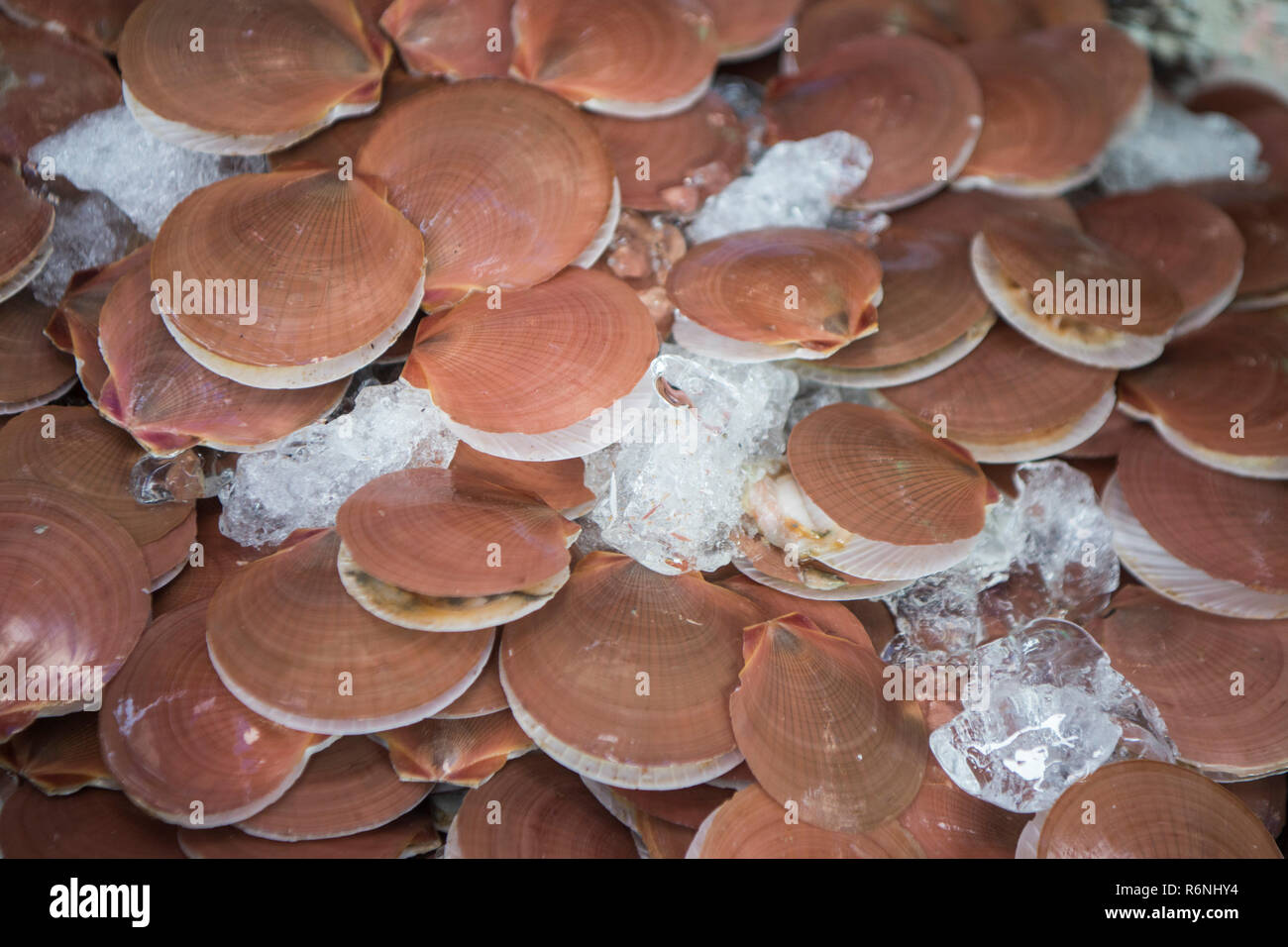 THAILAND CHONBURI ANG SILA FISH MARKET Stock Photo - Alamy
