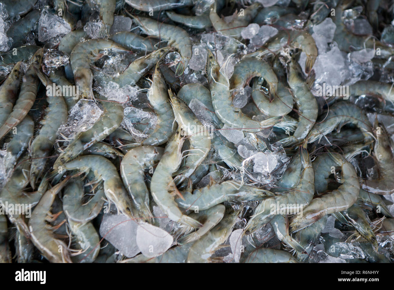 THAILAND CHONBURI ANG SILA FISH MARKET Stock Photo - Alamy