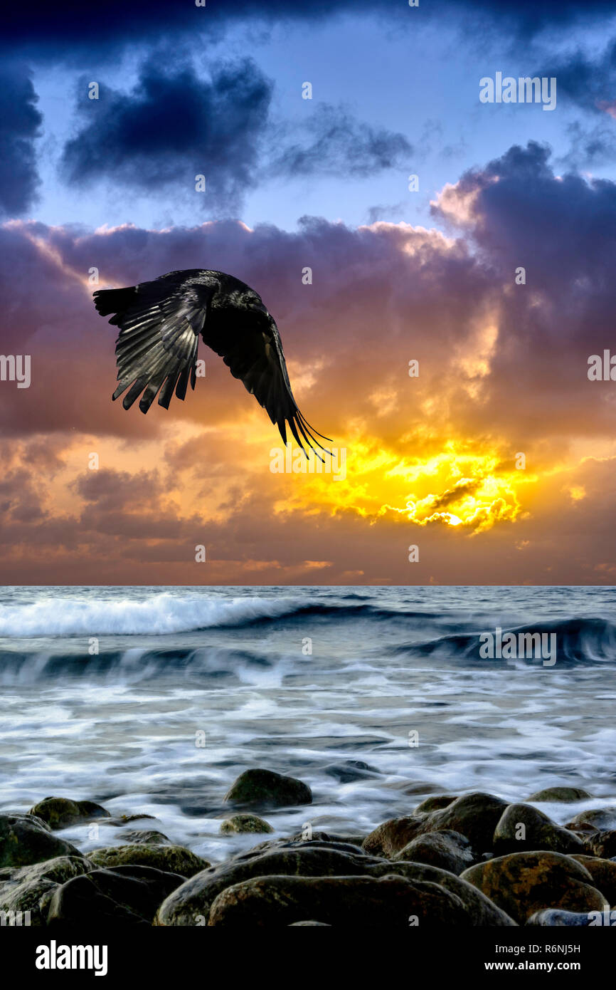 Dramatic sunrise over the sea with flying raven Stock Photo - Alamy