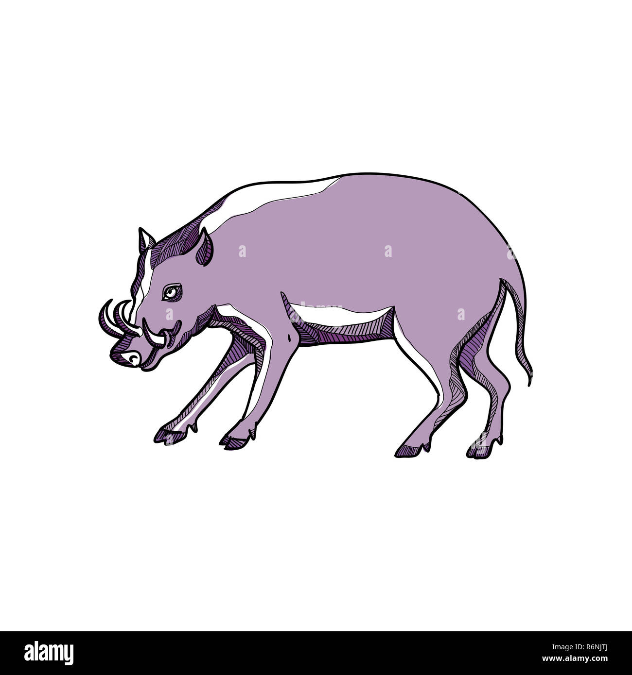 Babirusa or Deer Pig Drawing Stock Photo - Alamy
