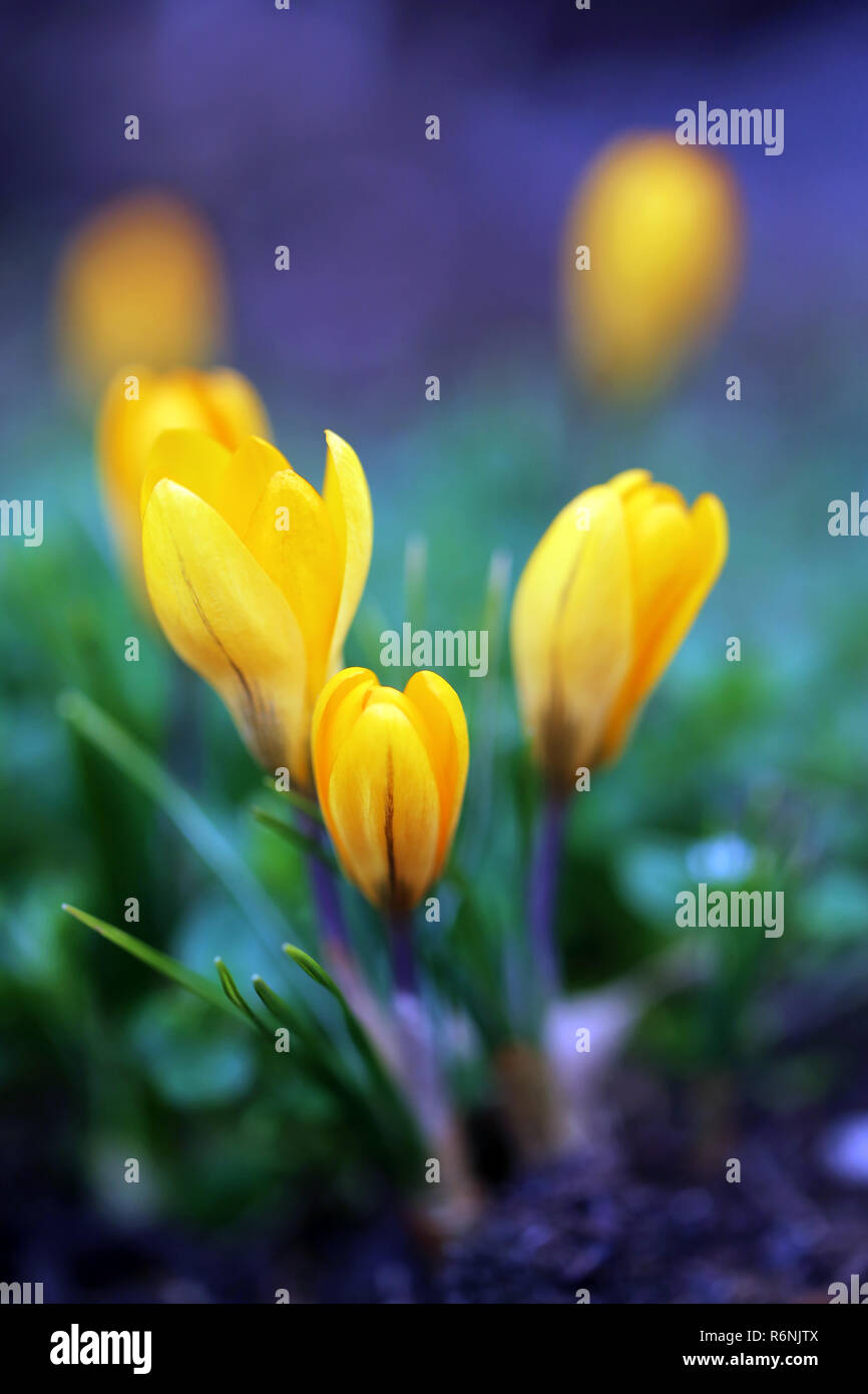Hardy yellow crocus hi-res stock photography and images - Alamy