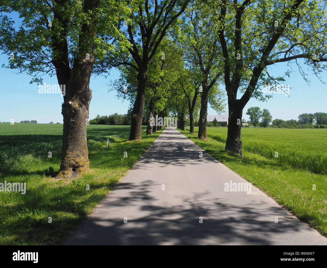 tree avenue in spring Stock Photo - Alamy