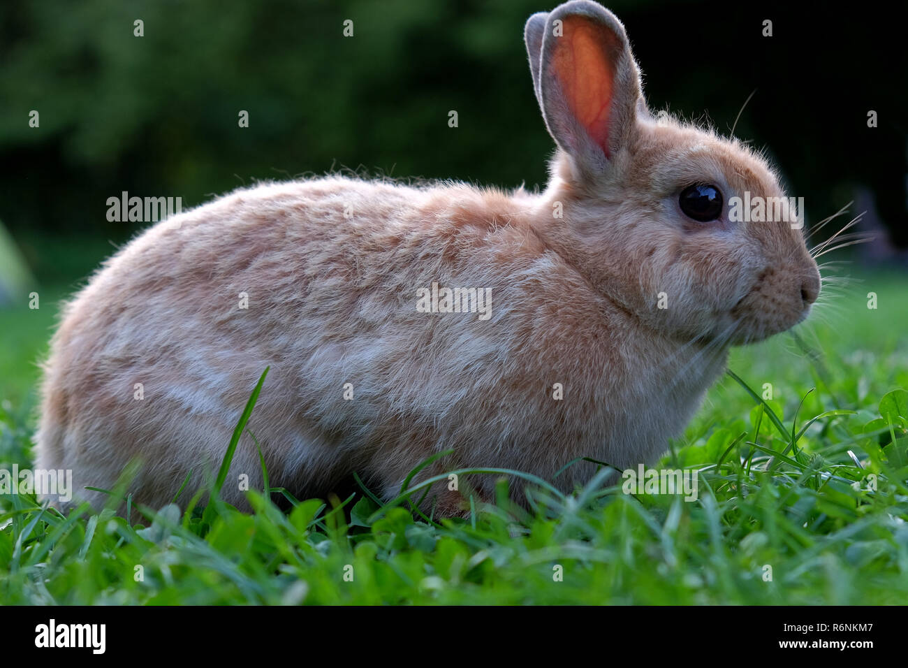 brown rabbit in the grass Stock Photo - Alamy