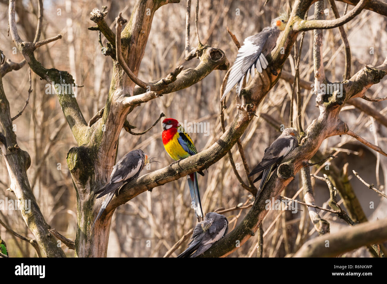 dwarf parrot in a bird aviary Stock Photo - Alamy