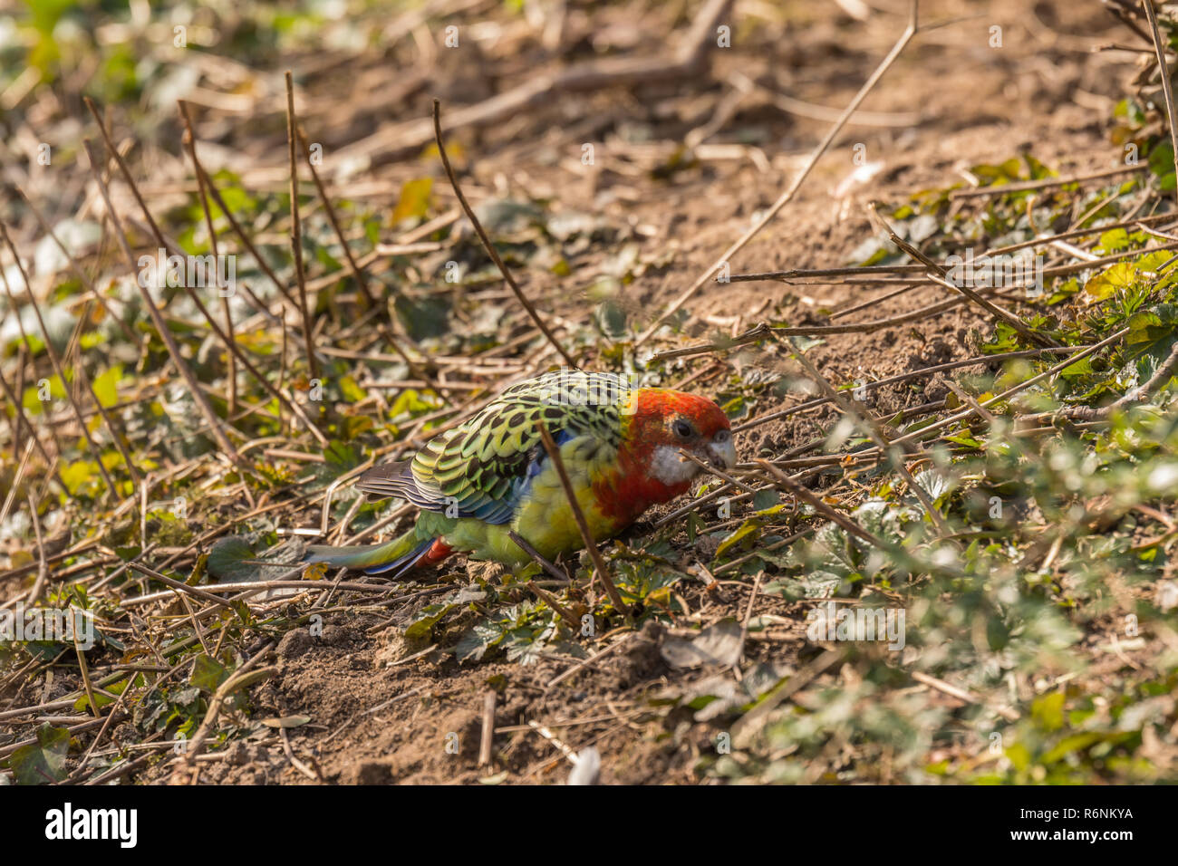 dwarf parrot in a bird aviary Stock Photo - Alamy