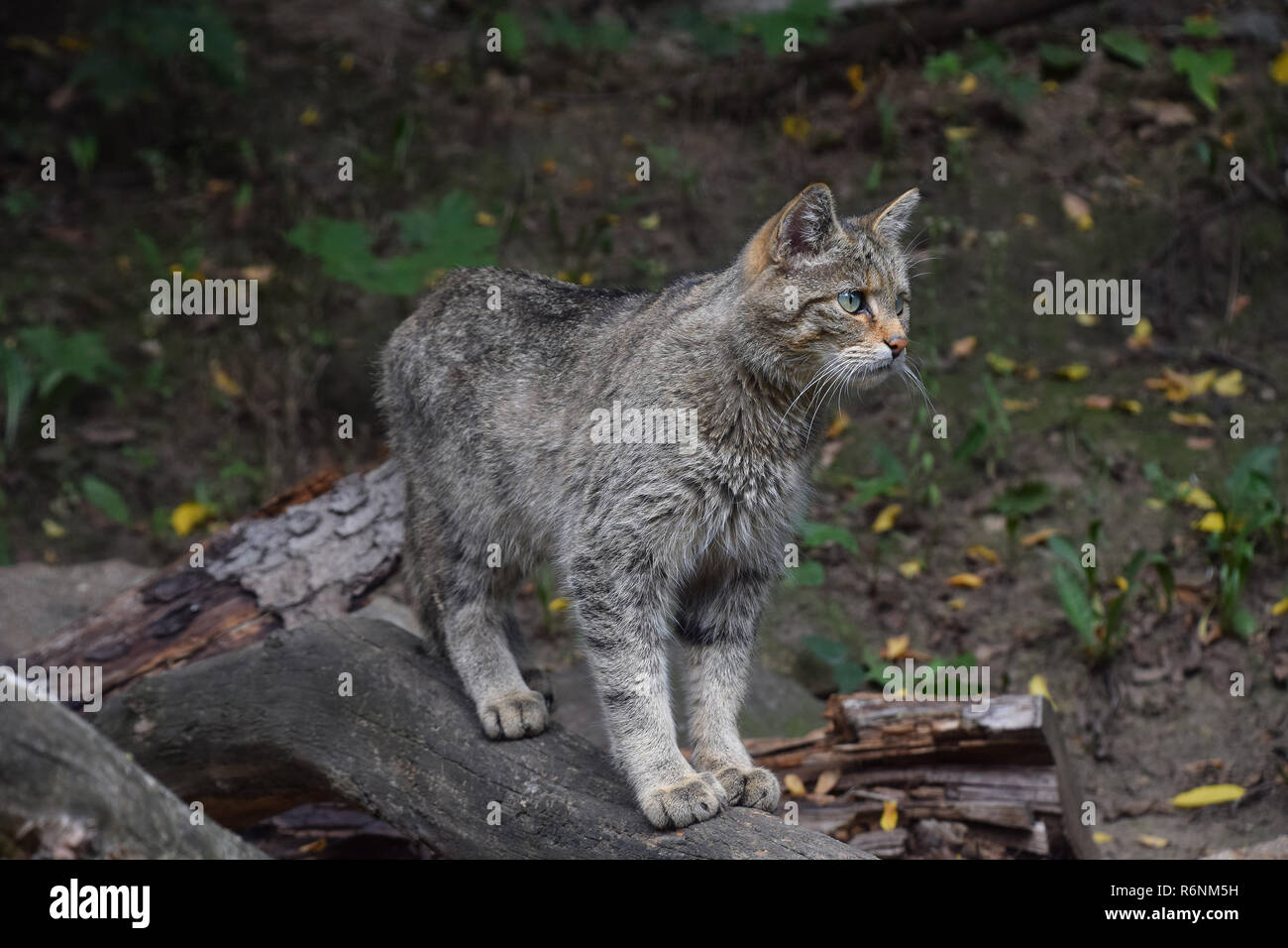 European wildcat standing side view close up Stock Photo - Alamy