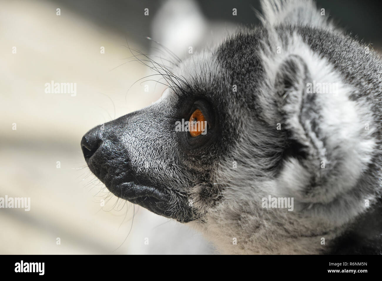 Lemur Side Profile High Resolution Stock Photography and Images - Alamy