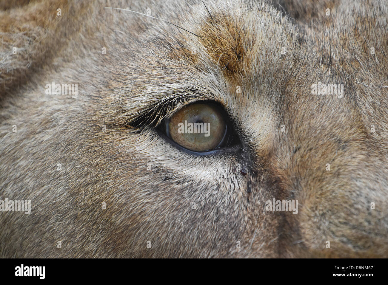 Eye of the lioness extreme close up Stock Photo - Alamy