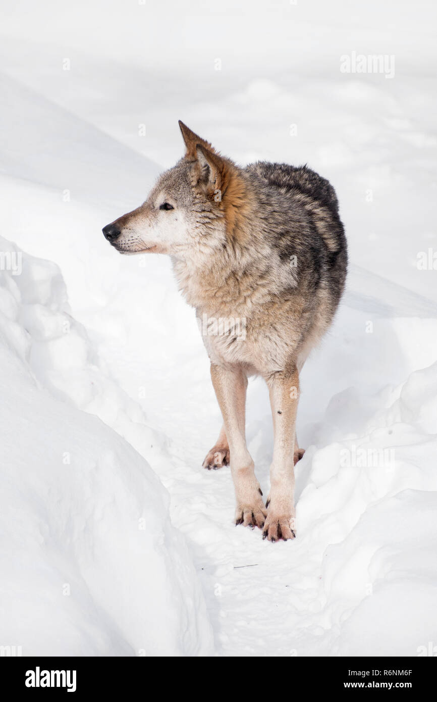 Wolf wild standing looking away hi-res stock photography and images - Alamy