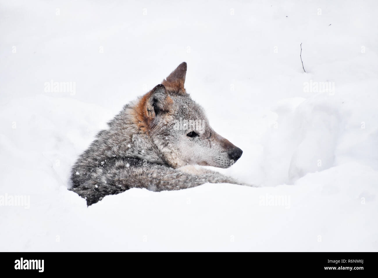 Grey wolf resting in deep snow winter den lair Stock Photo - Alamy