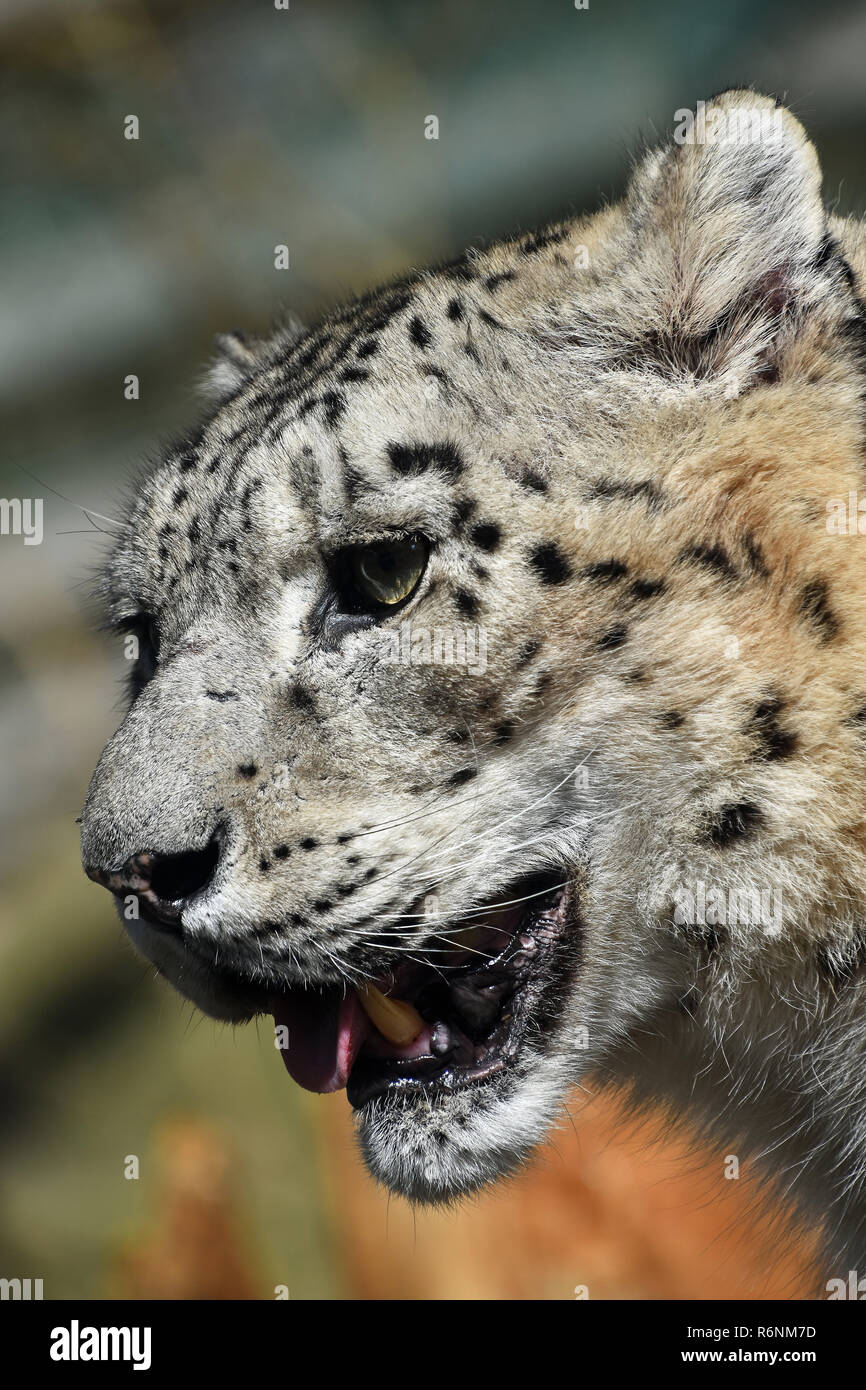 Closeup profile snow leopard face hi-res stock photography and images ...