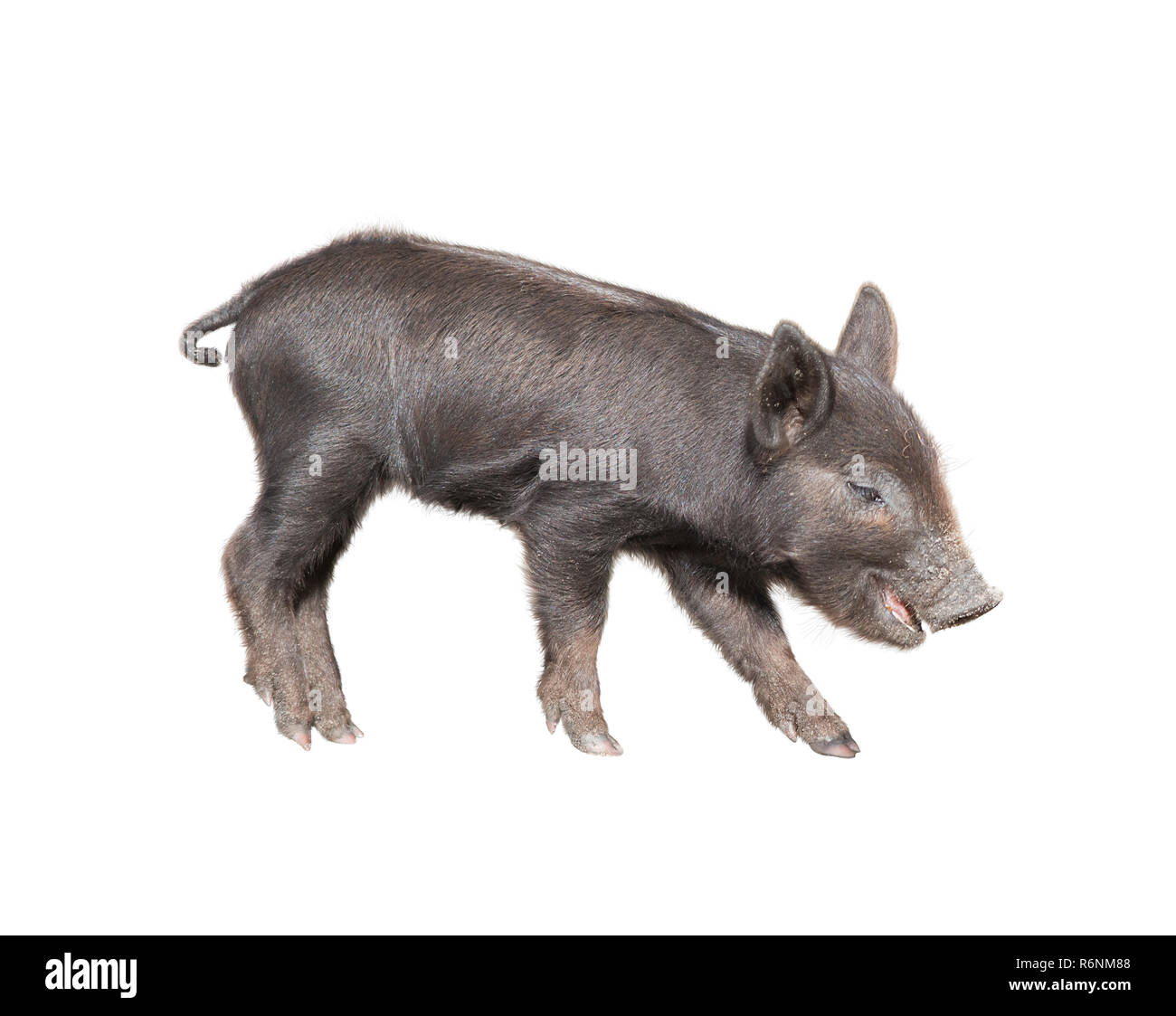 Wild black piglet Stock Photo - Alamy