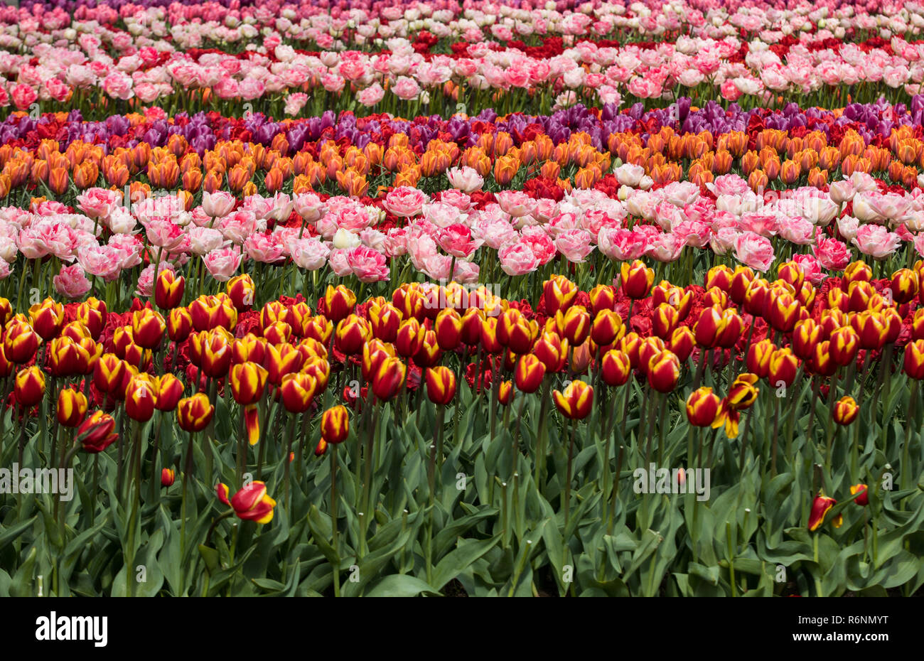 Tulip fields of the Bollenstreek, South Holland, Netherlands Stock ...