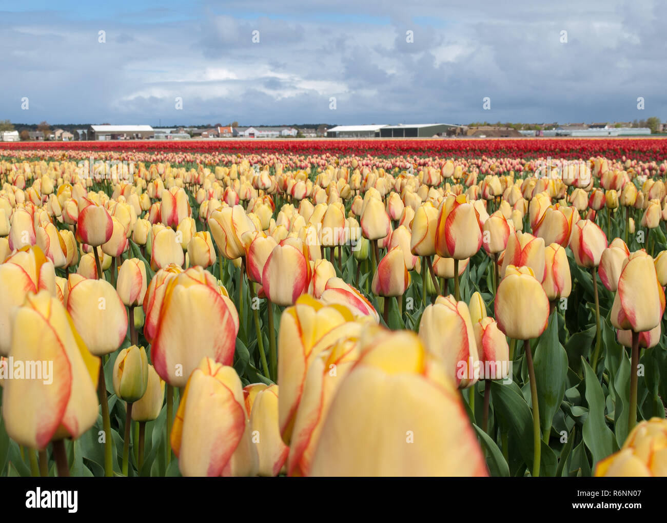 Tulip fields of the Bollenstreek, South Holland, Netherlands Stock ...