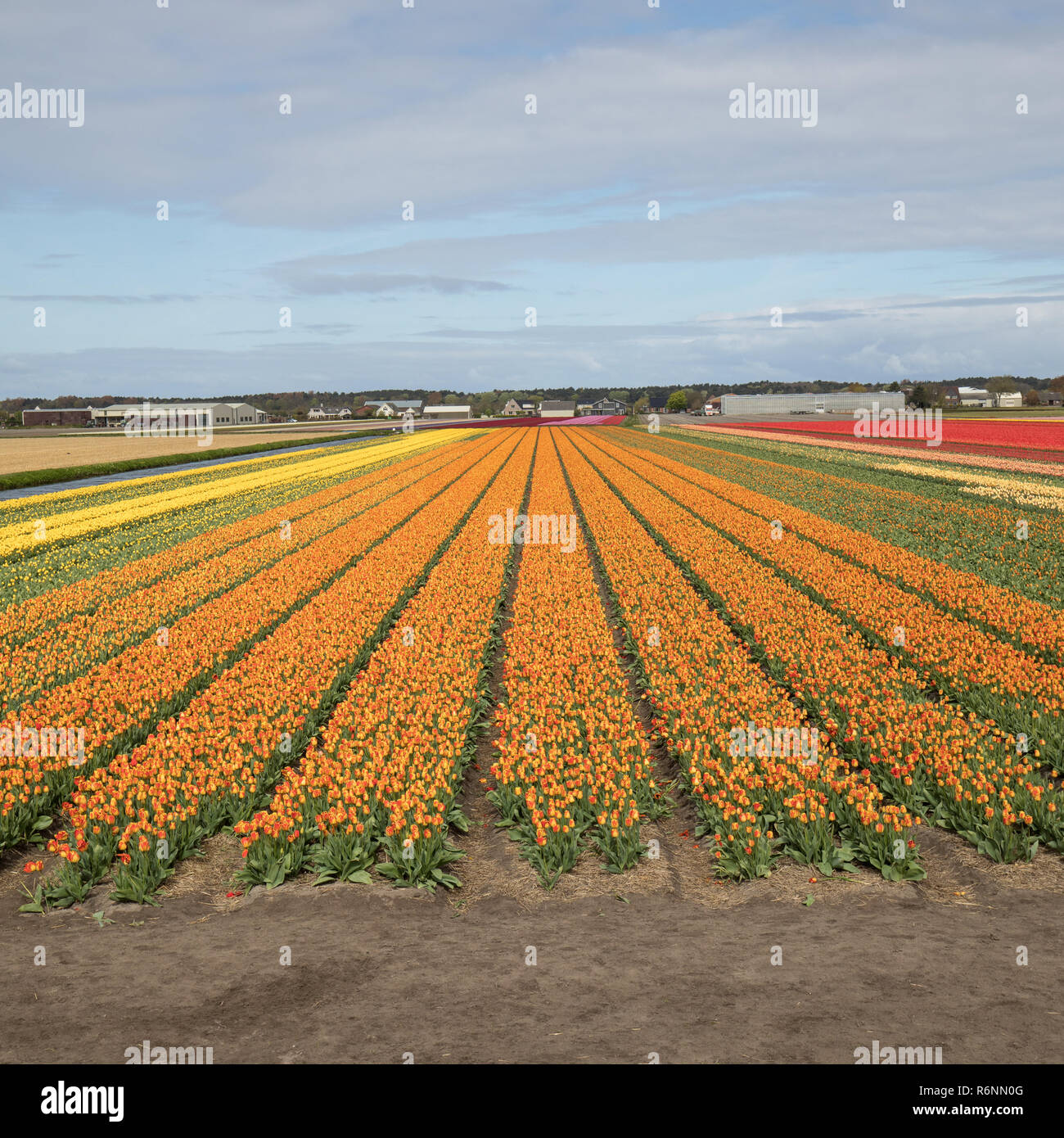 Tulip fields of the Bollenstreek, South Holland, Netherlands Stock ...