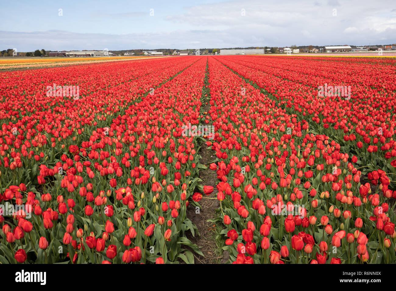 Tulip fields of the Bollenstreek, South Holland, Netherlands Stock ...