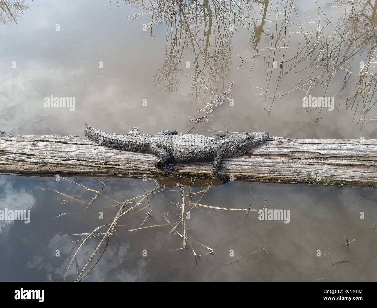 Large American Alligator Stock Photo - Alamy