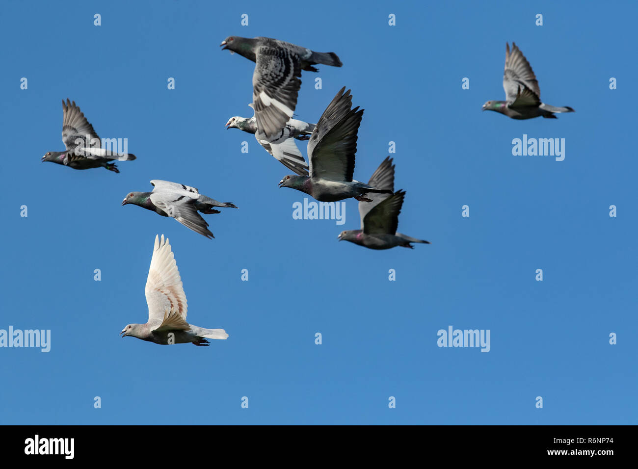 flying flock of speed racing pigeon bird against clear blue sky Stock ...