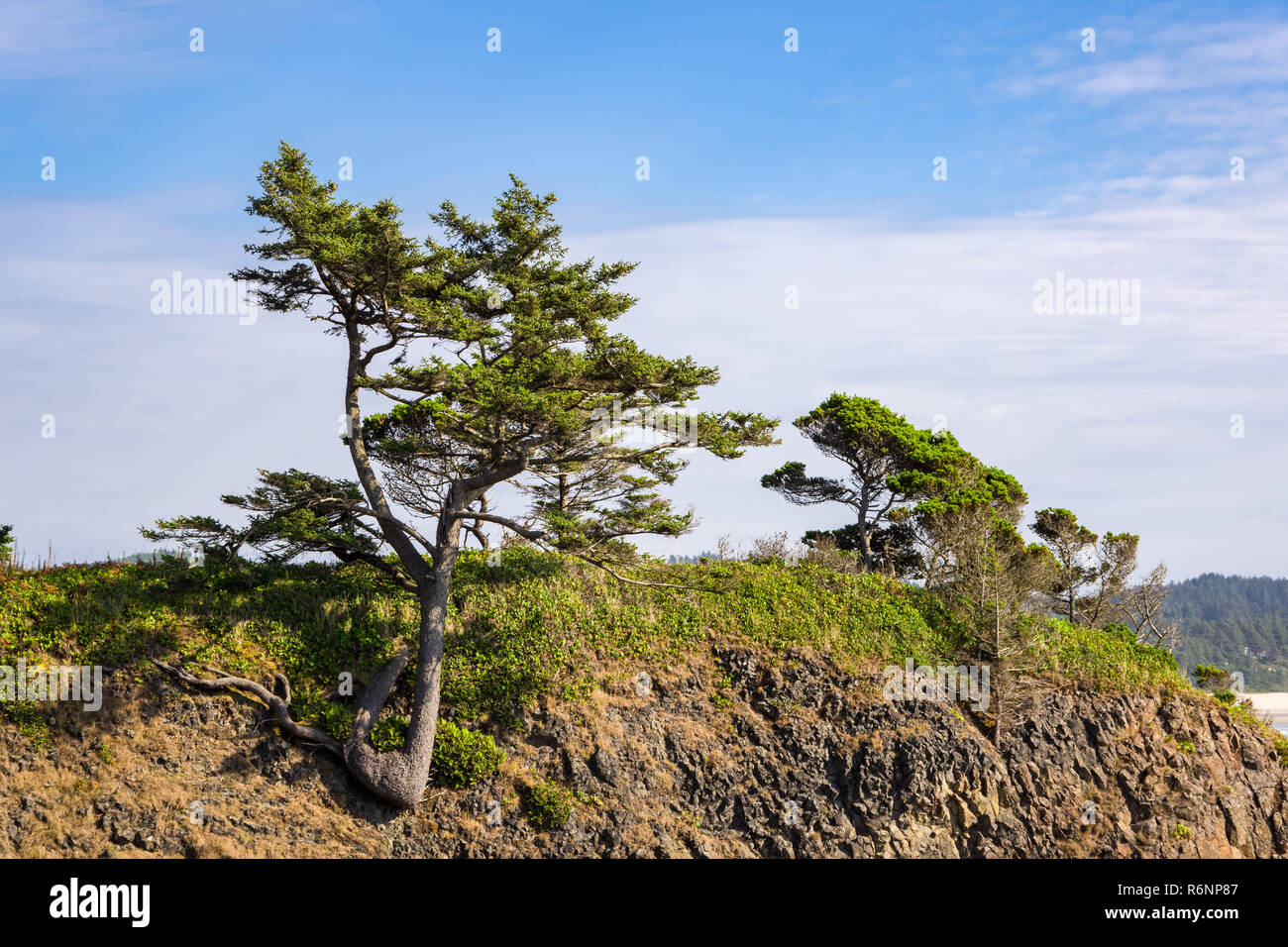 Tree on Coastal Hillside Stock Photo - Alamy