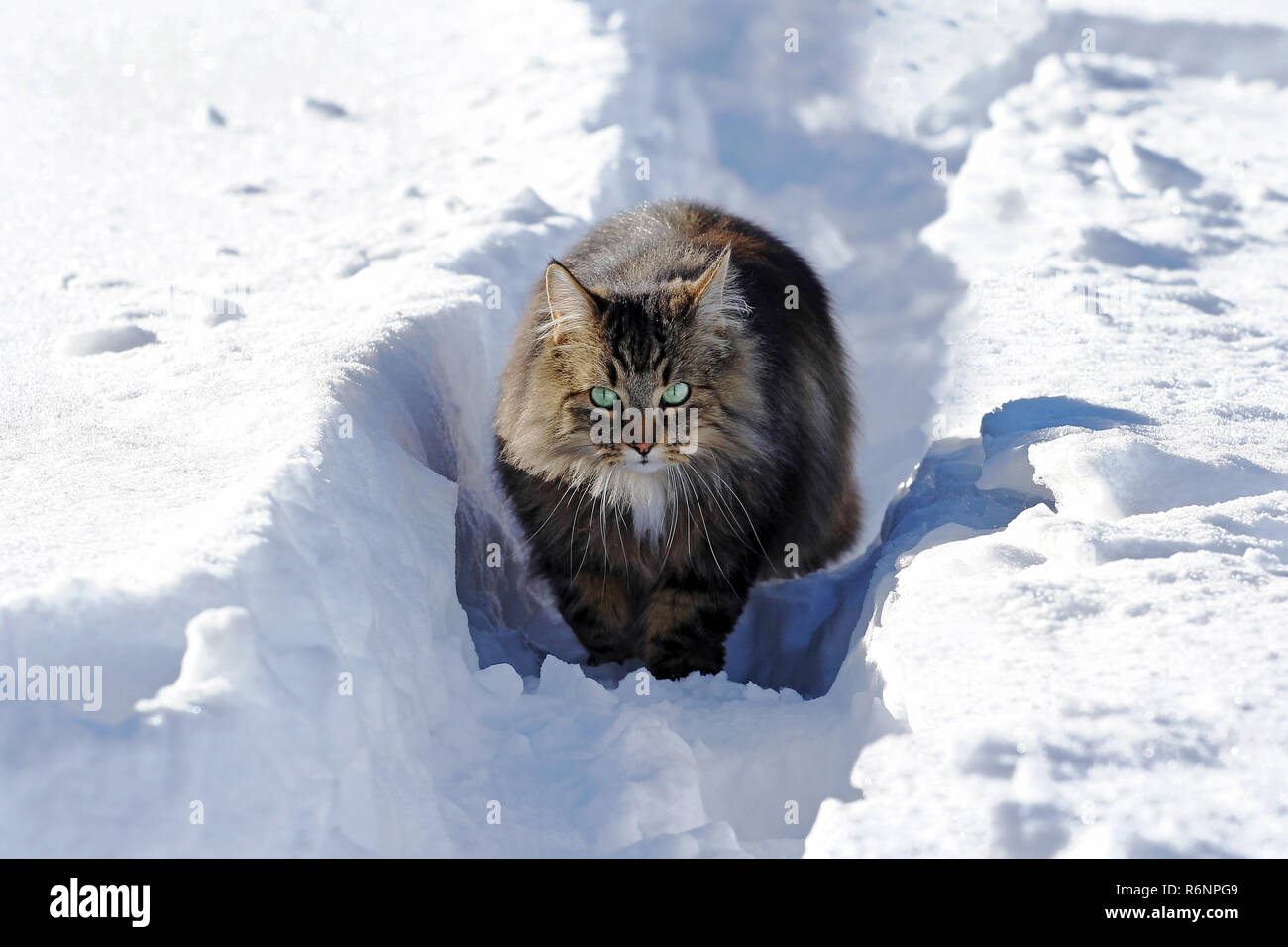a norwegian forest cat runs through the snow in winter Stock Photo - Alamy