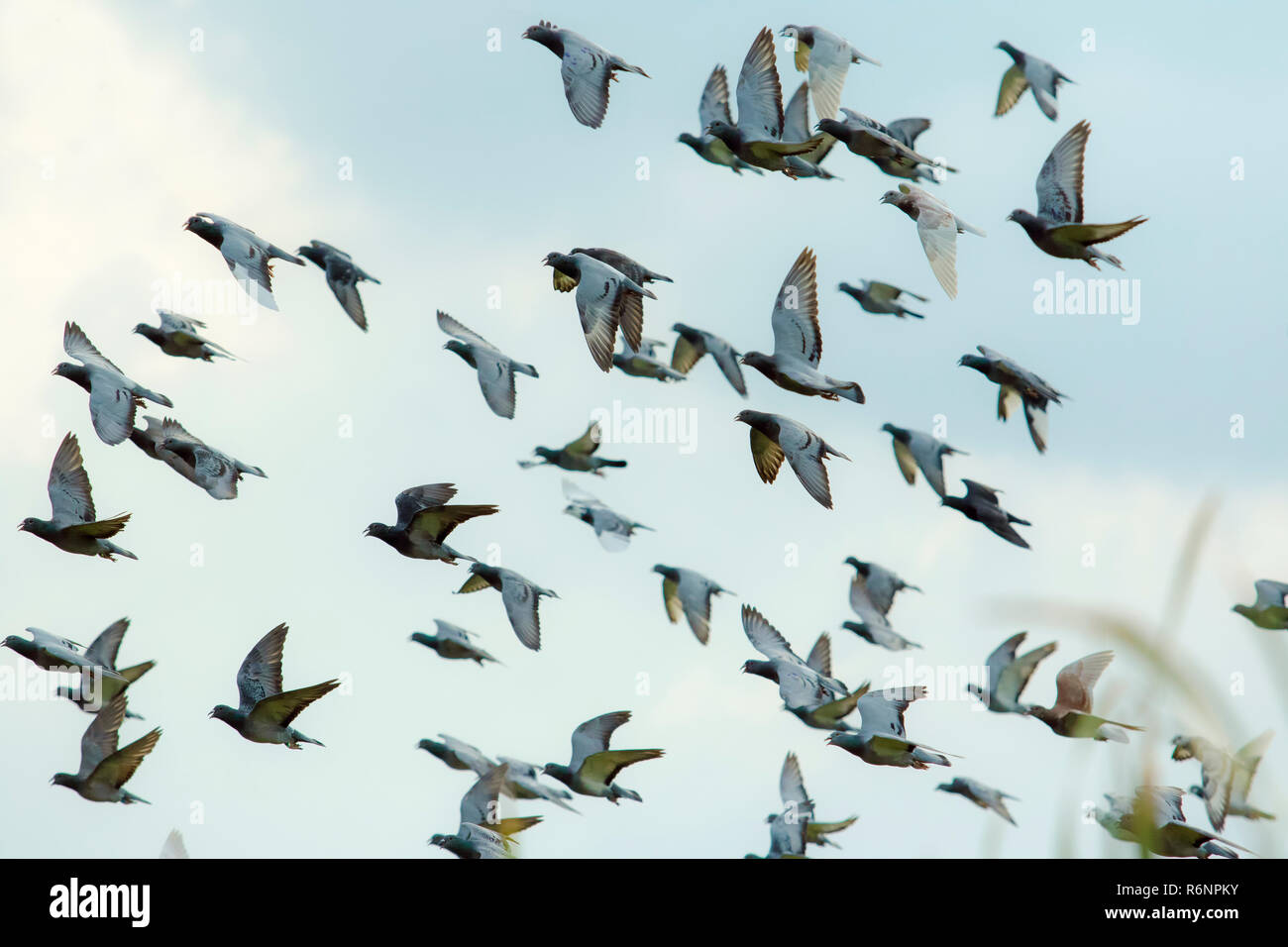 Racing pigeon basket hi-res stock photography and images - Alamy