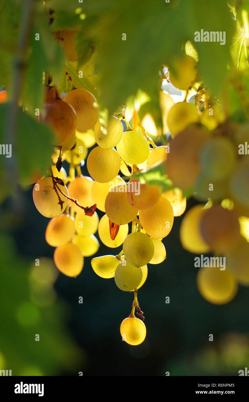 Golden grapes hi-res stock photography and images - Alamy