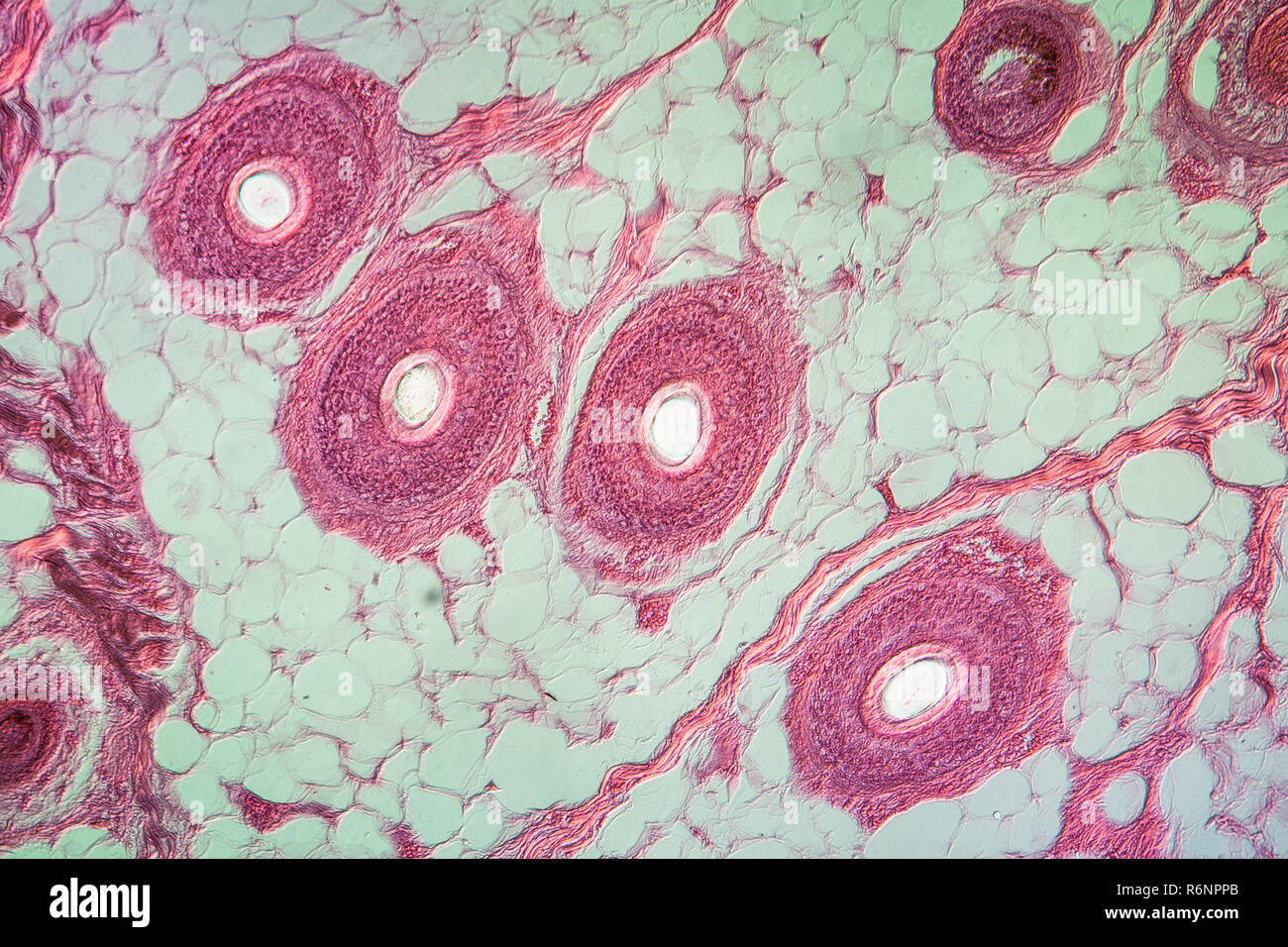 Skin Cells Under Microscope Labeled