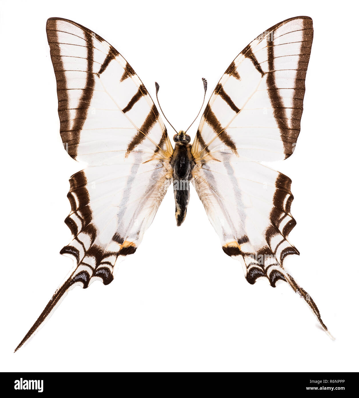 Protesilaus protesilaus swallowtail isolated on white Stock Photo - Alamy