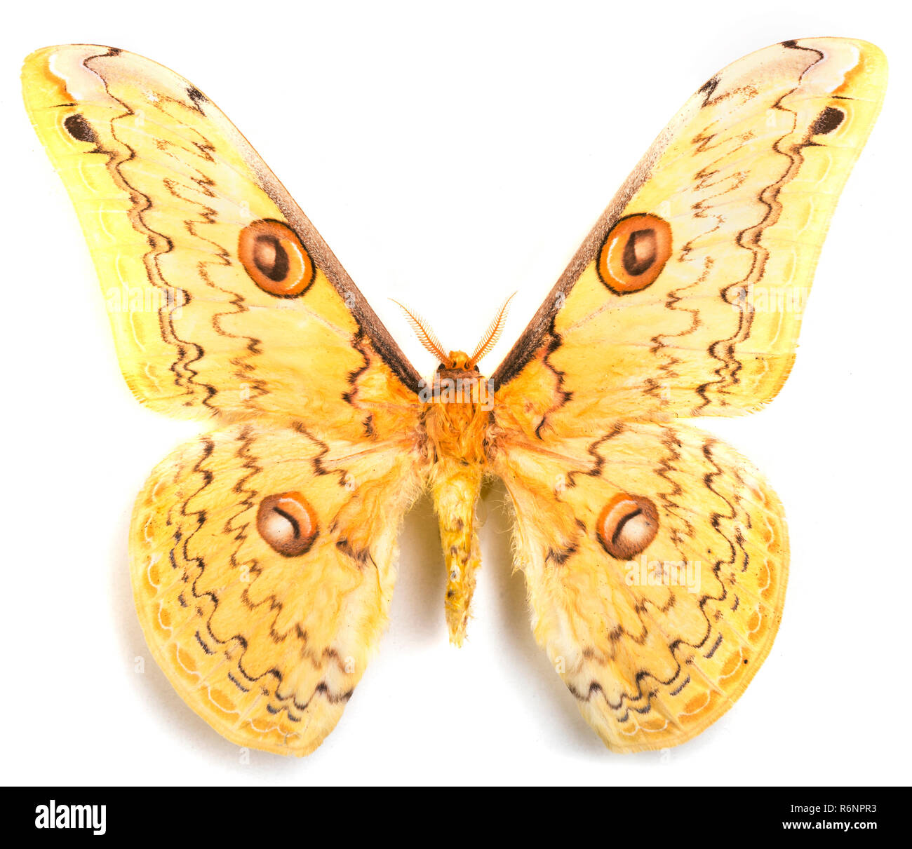 Loepa megacorei moth isolated on white Stock Photo - Alamy