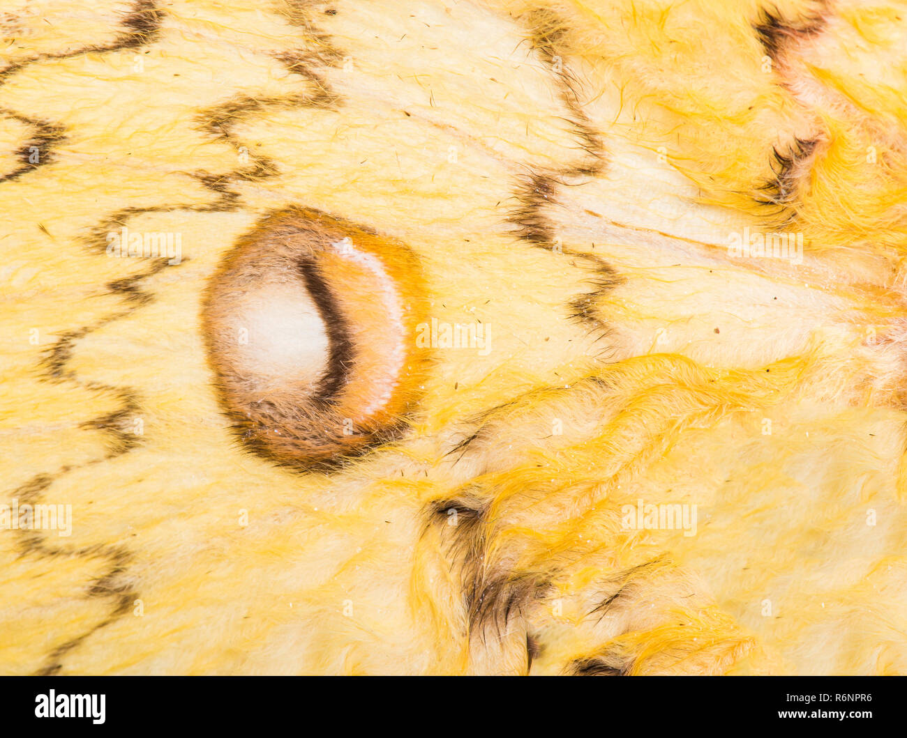Loepa megacore moth wing background Stock Photo - Alamy