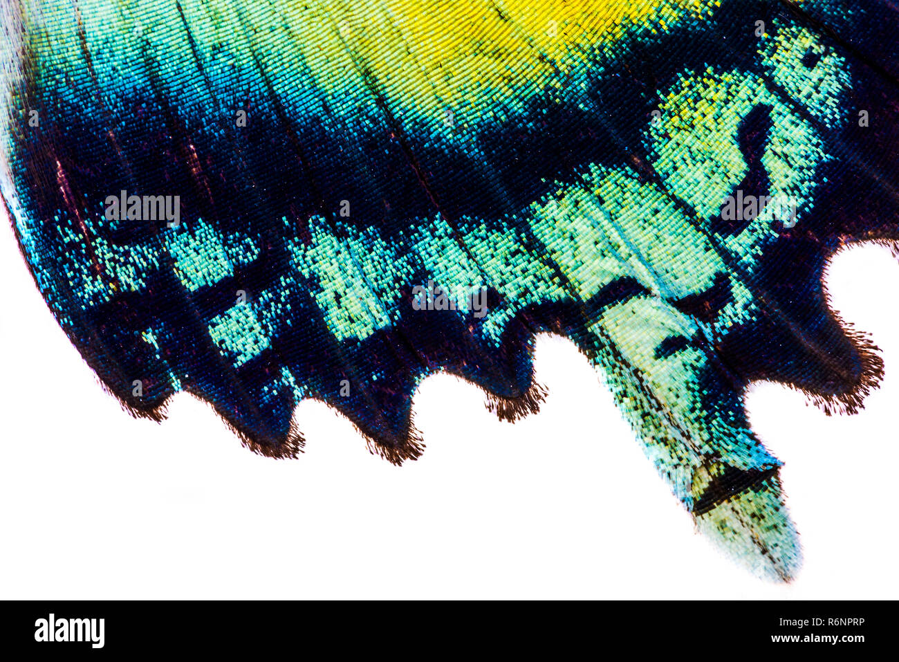 Alcides orontes hi-res stock photography and images - Alamy