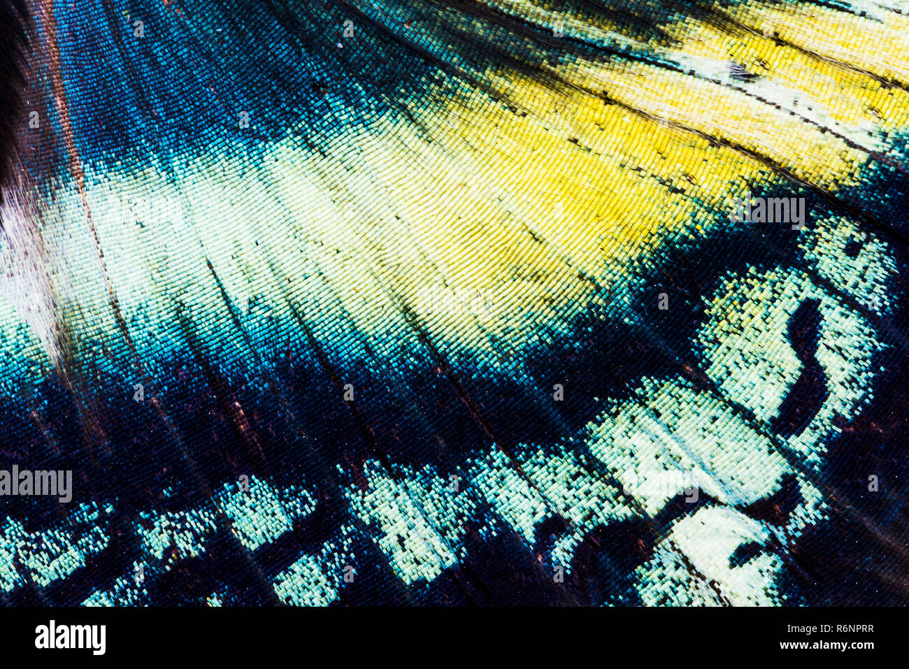 Alcides hi-res stock photography and images - Alamy