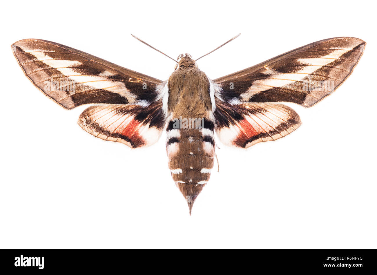 Male hawk moth hi-res stock photography and images - Alamy