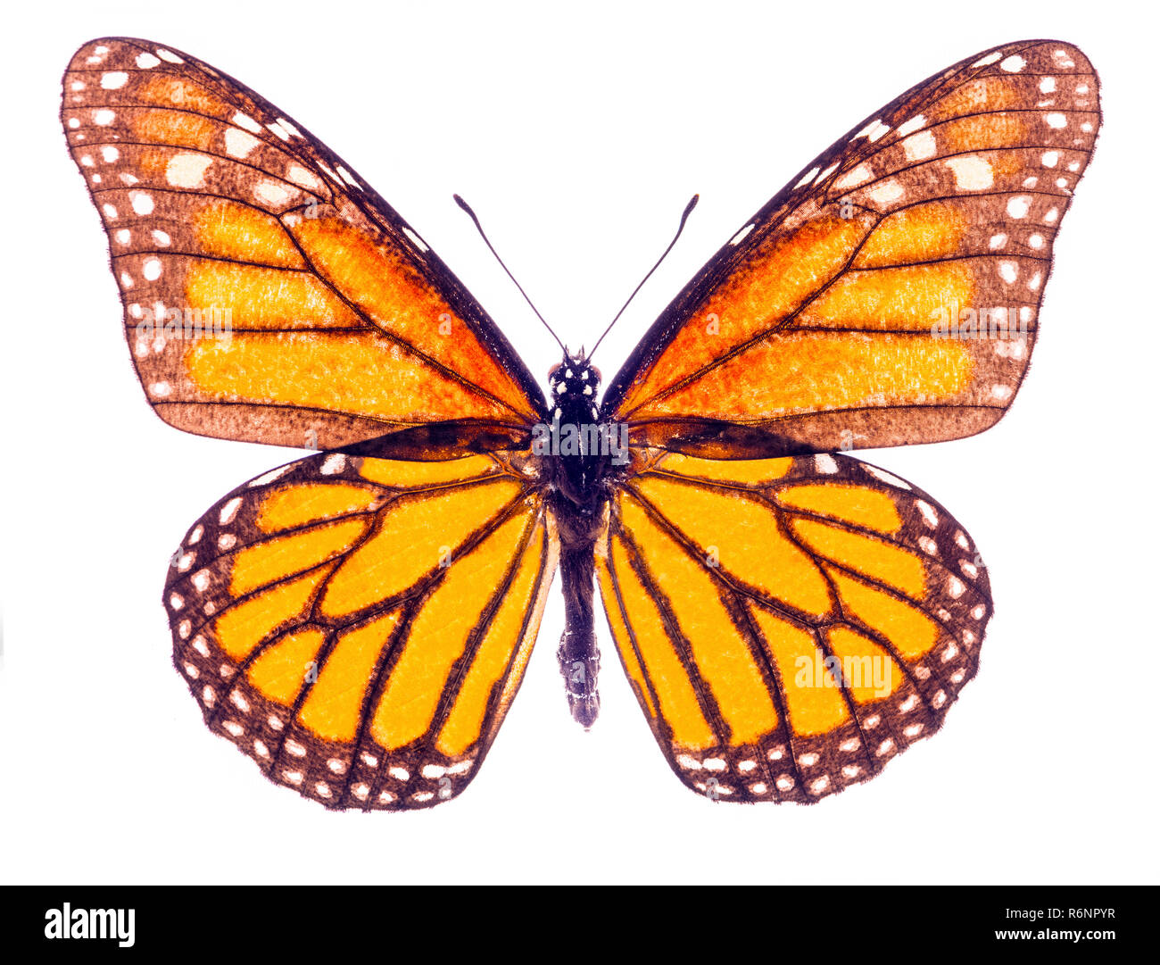 Monarch butterfly isolated Stock Photo - Alamy