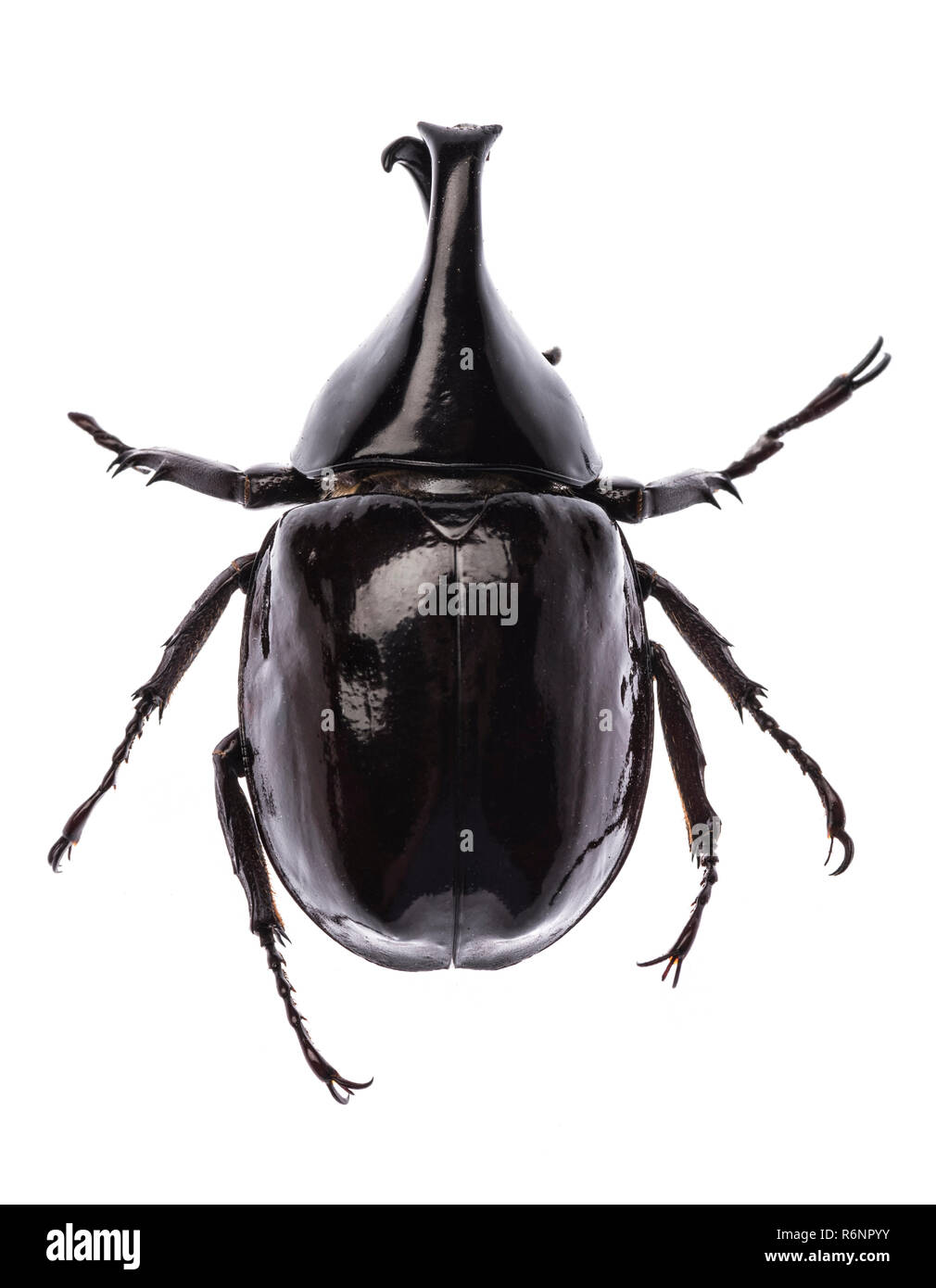 Rhinoceros beetle Xylotrupes gideon sumatrensis isolated Stock Photo ... Rhinoceros beetle Xylotrupes gideon sumatrensis isolated Stock Photo ...