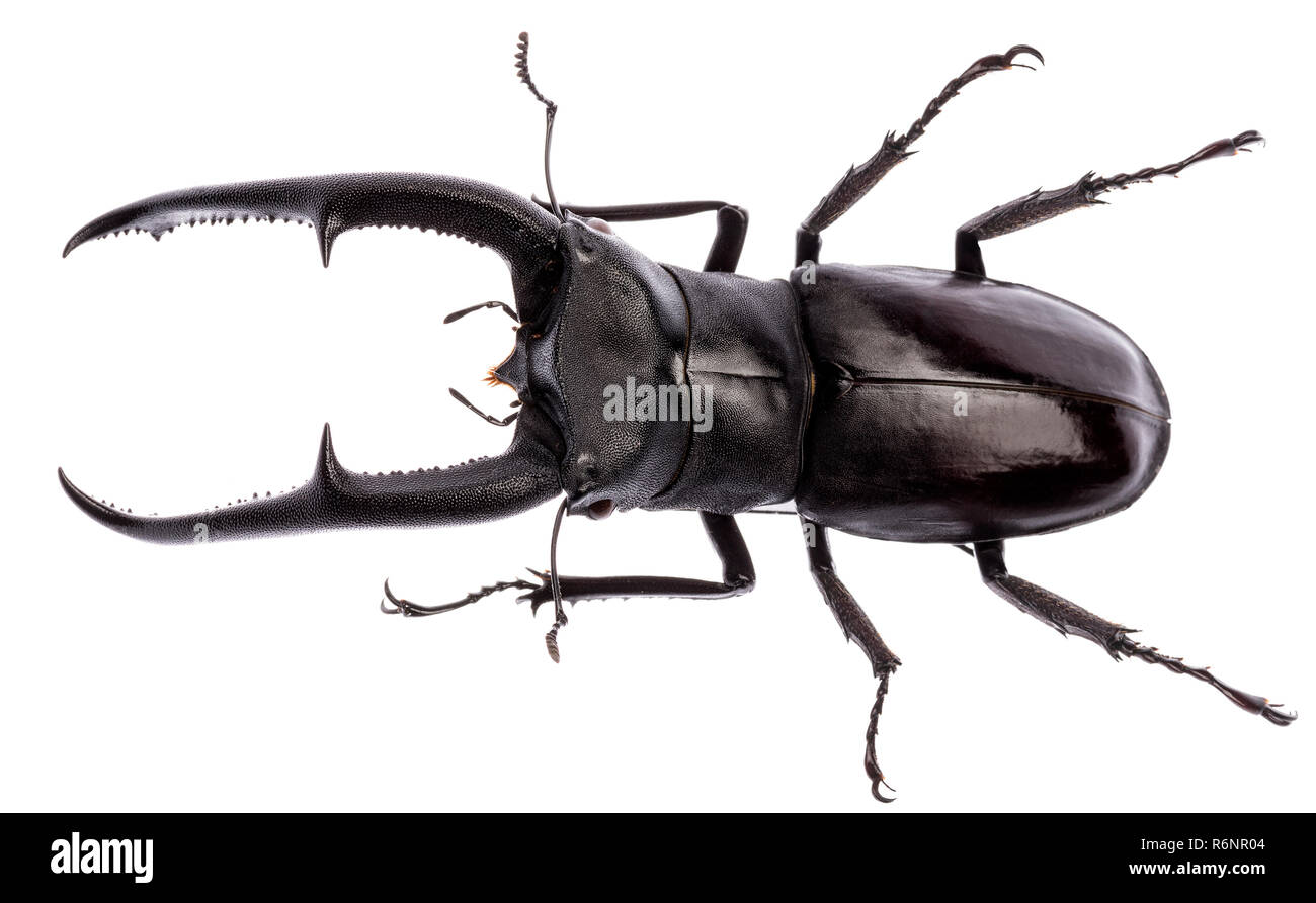 Hexarthrius mandibularis stag beetle isolated Stock Photo - Alamy