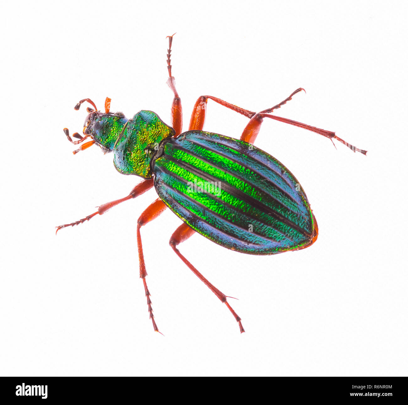 Closeup view green golden Cut Out Stock Images & Pictures - Alamy