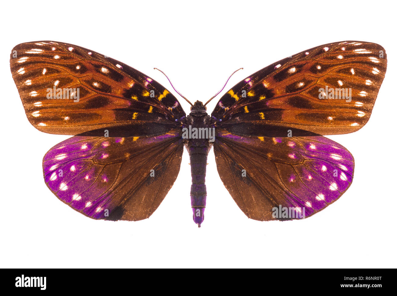 Spot on wings Cut Out Stock Images & Pictures - Alamy