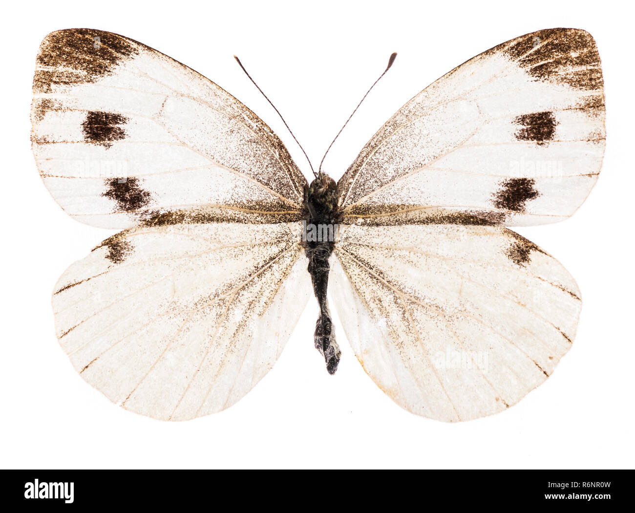 Small white butterfly Stock Photo - Alamy