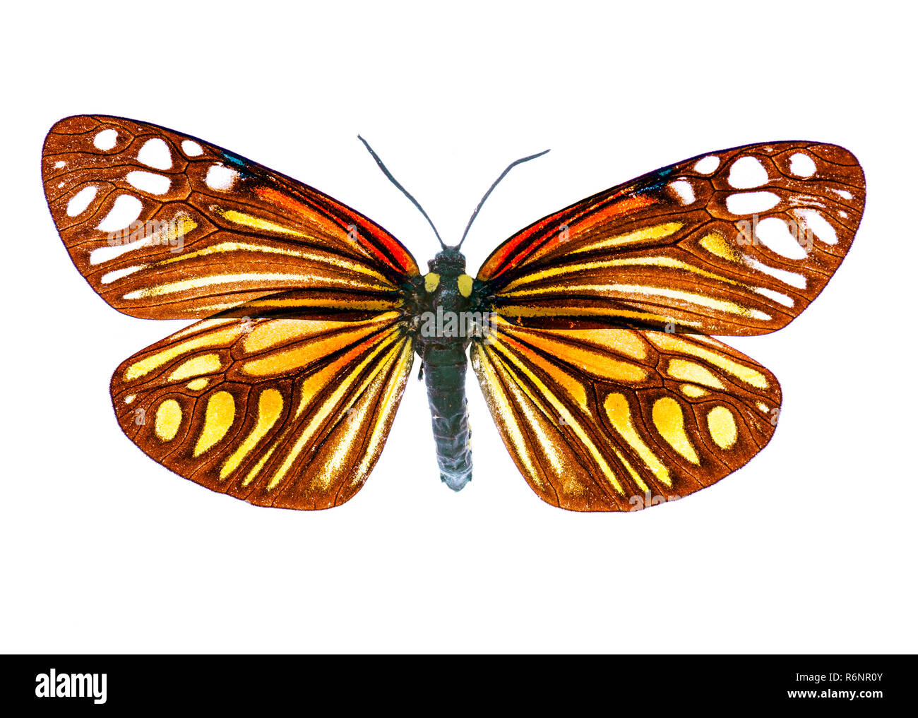 Campylotes histrionicus isolated on white Stock Photo - Alamy